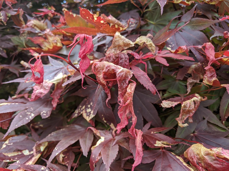 Red Maple Leaf Disease