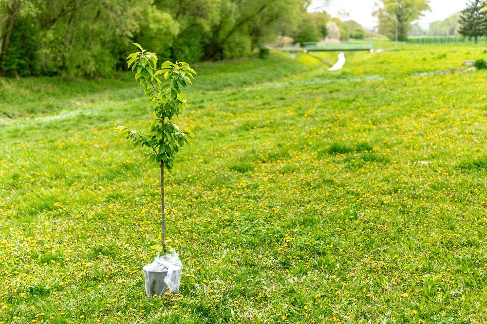 How to Plant a Tree in 10 Steps - Scientific Plant Service