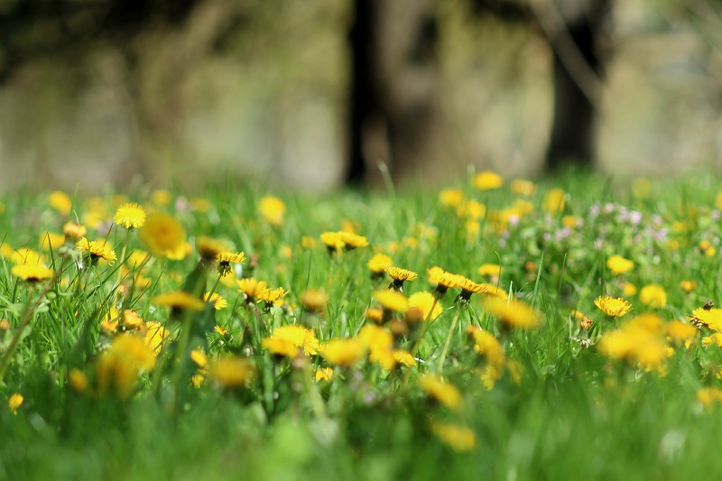 Prepare for Spring Weed Control and Lawn Care Services Today ...