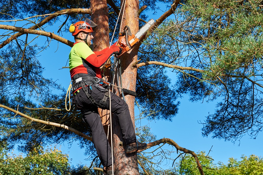 The Importance of Scheduling Tree Inspections - Scientific Plant Service