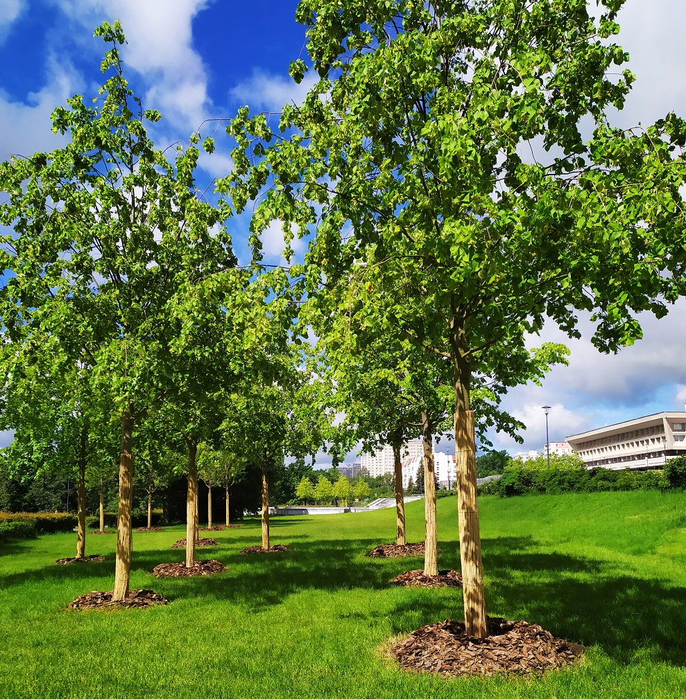 Four Summer Tree Care Tips - Scientific Plant Service