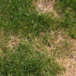 How to Identify Six Common Turf Diseases - Scientific Plant Service