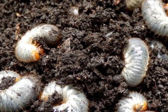 Five Signs of Grub Damage in Your Lawn - Scientific Plant Service