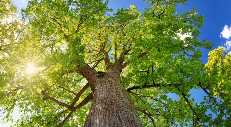Deep Root Tree Fertilization: Essential Care For Your Trees ...