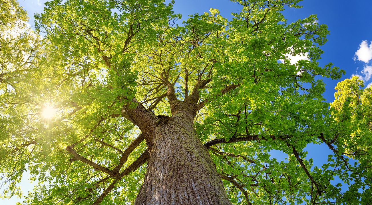 Deep Root Tree Fertilization: Essential Care For Your Trees ...