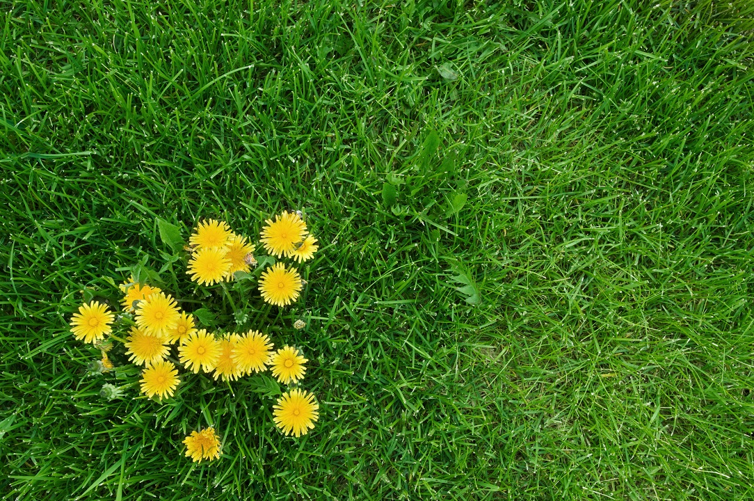 What to Know About Dandelions in Your Lawn - Scientific Plant Service