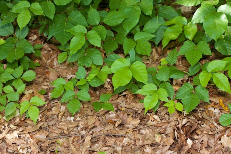Poison Ivy: Causes and Prevention - Scientific Plant Service