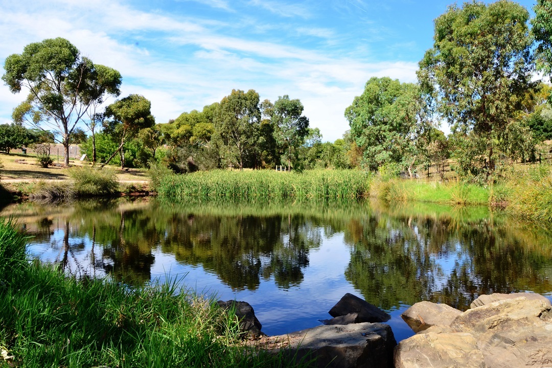 Aquatic Care: The Benefits of Pond Dyes - Scientific Plant Service