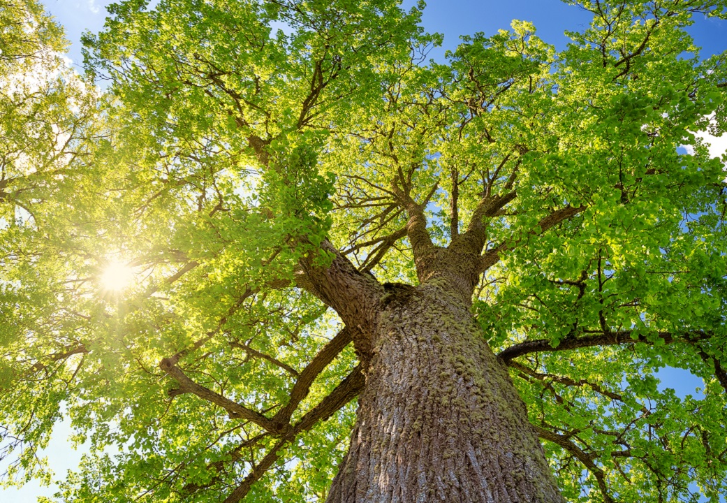 Baltimore Tree and Shrub Care | Scientific Plant Service