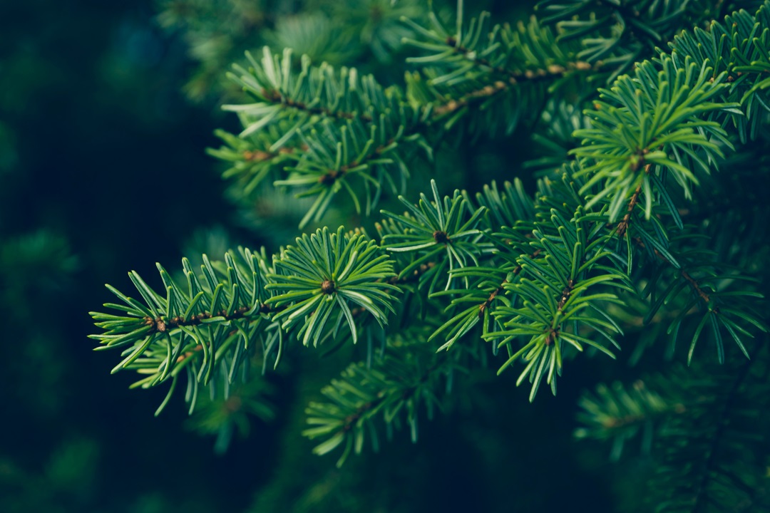 Five Evergreen Tree Care Tips for Year-Round Health - Scientific Plant ...