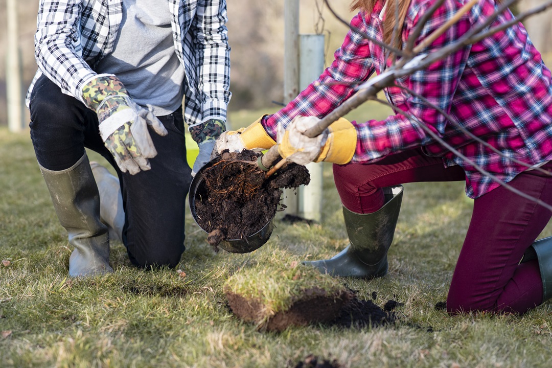 Can You Plant Trees in the Winter? - Scientific Plant Service